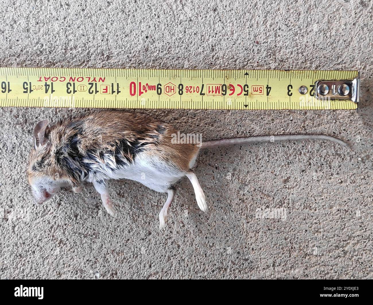 European Wood Mouse (Apodemus sylvaticus) Mammalia Stock Photo - Alamy