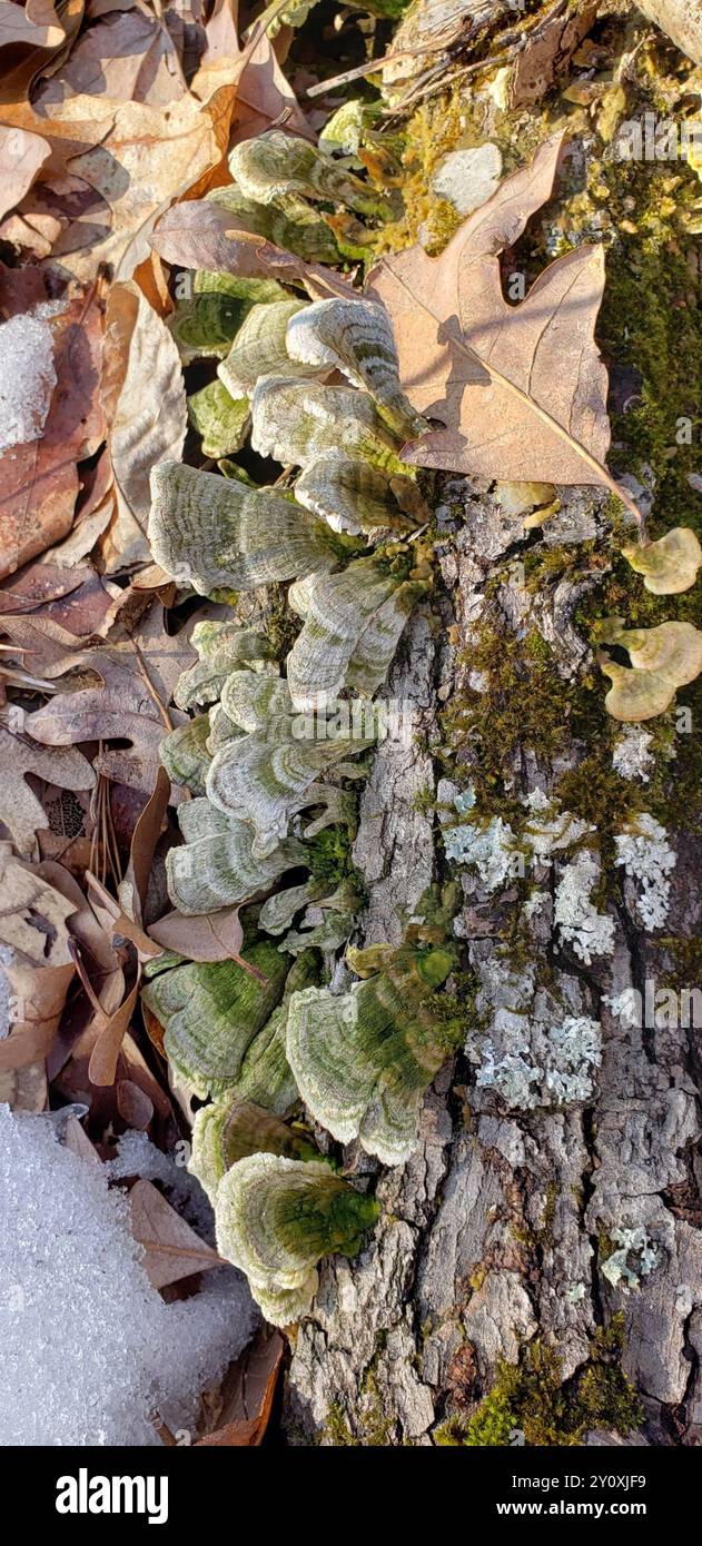 bracket fungi (Polyporaceae) Fungi Stock Photo - Alamy