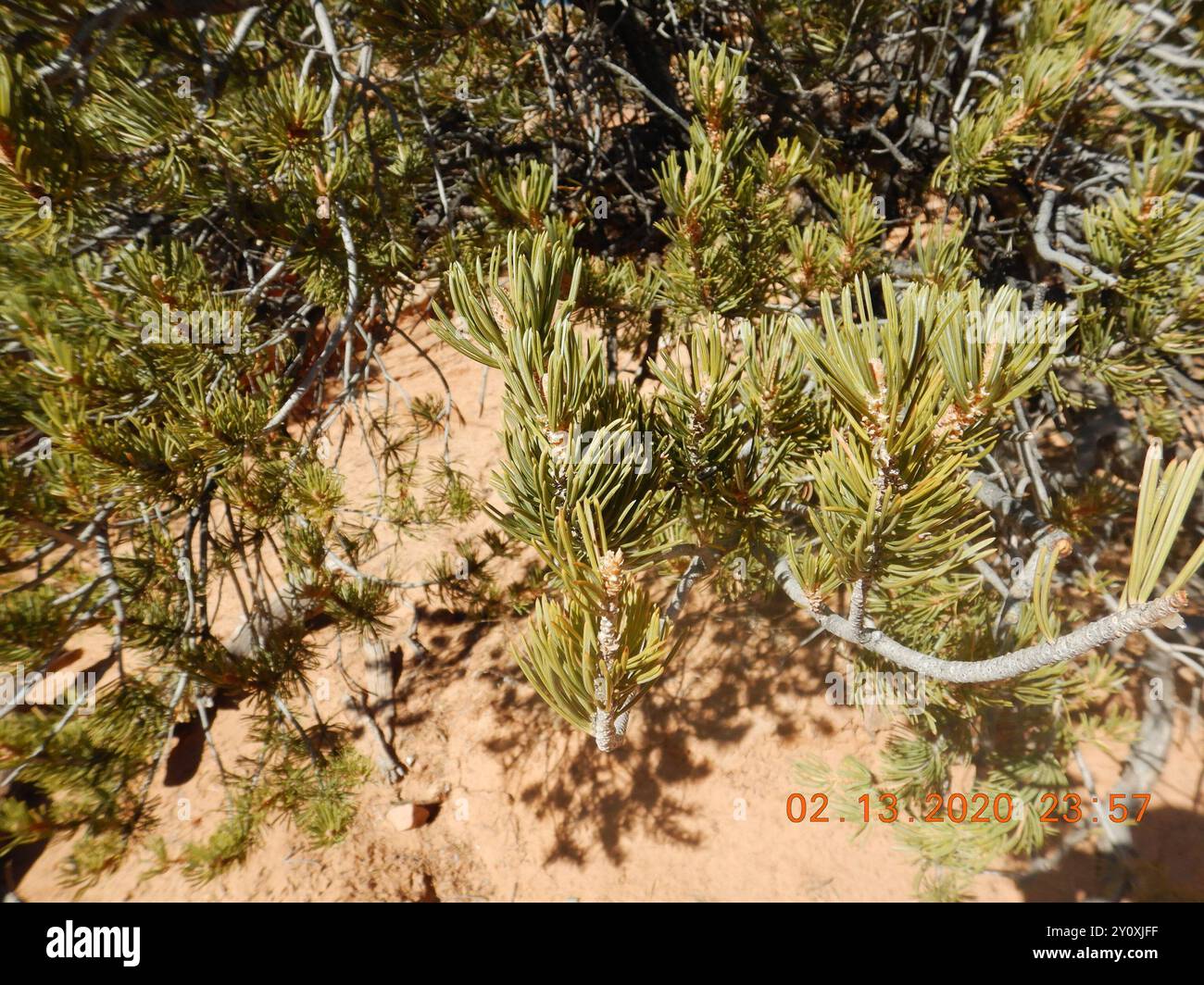 Colorado Pinyon (Pinus edulis) Plantae Stock Photo - Alamy