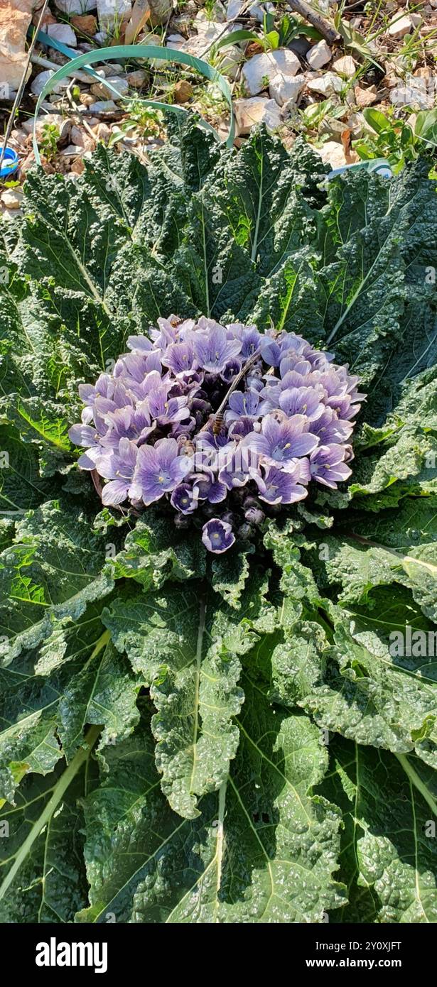 Mandrakes hi-res stock photography and images - Alamy