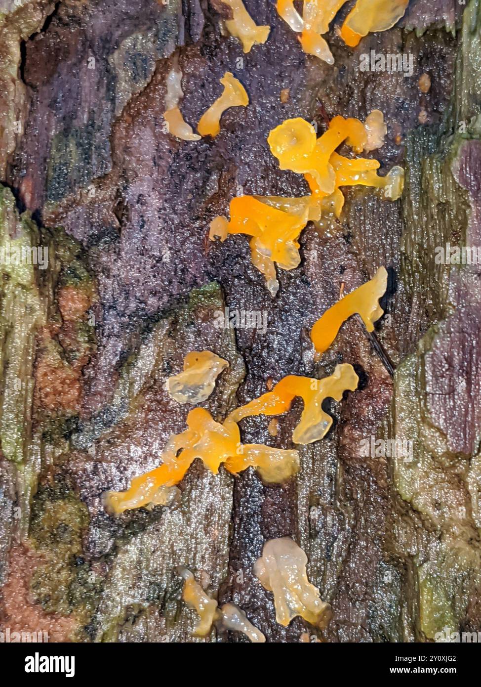 Fan shaped jelly fungi hi-res stock photography and images - Alamy