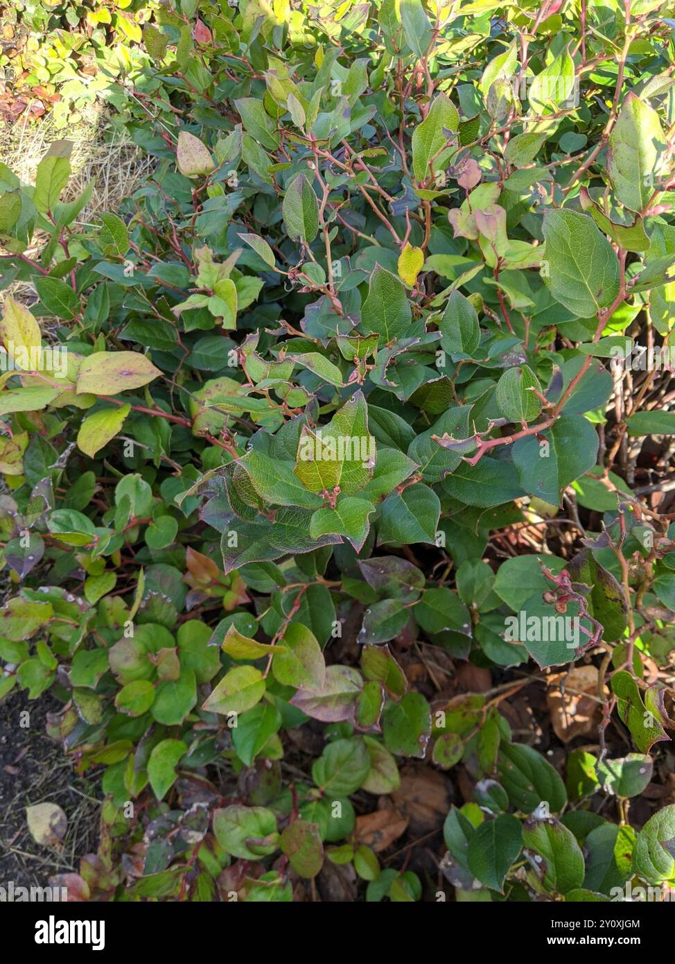 salal (Gaultheria shallon) Plantae Stock Photo - Alamy
