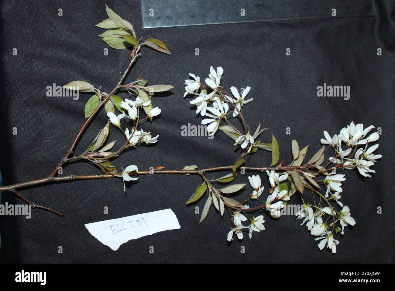 common serviceberry (Amelanchier arborea) Plantae Stock Photo - Alamy