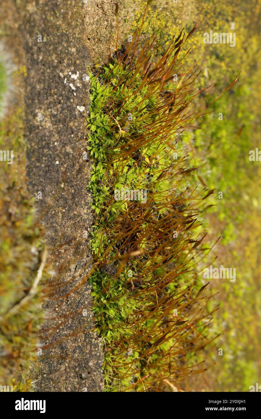 Wall Screw-moss (Tortula muralis) Plantae Stock Photo - Alamy