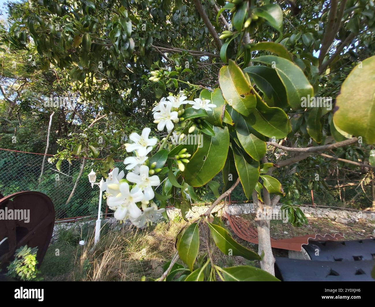Spanish Elm (Cordia gerascanthus) Plantae Stock Photo - Alamy