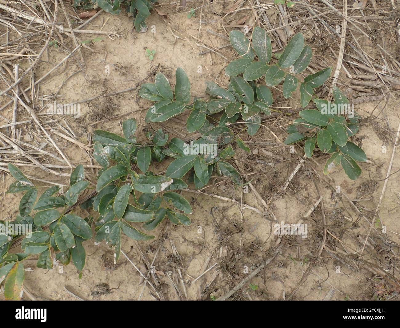 Evergreen Wisteria (Wisteriopsis reticulata) Plantae Stock Photo - Alamy
