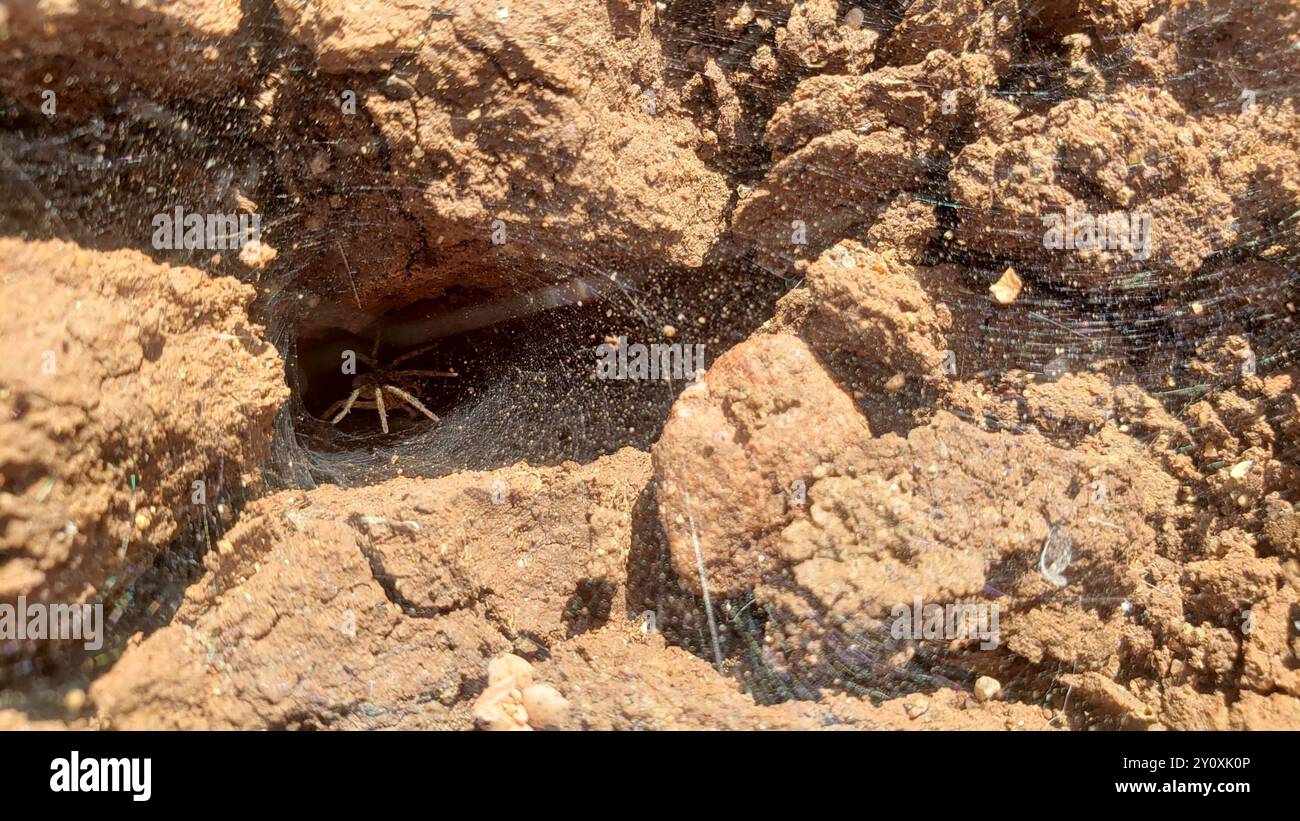 Funnel Weavers (Agelenidae) Arachnida Stock Photo - Alamy