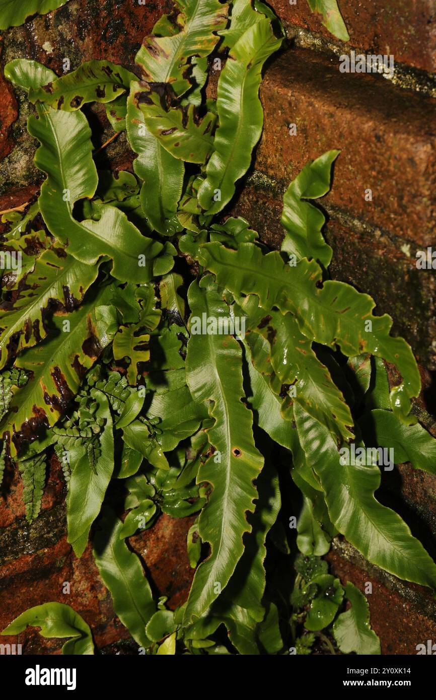 Hart's-tongue fern (Asplenium scolopendrium) Plantae Stock Photo - Alamy