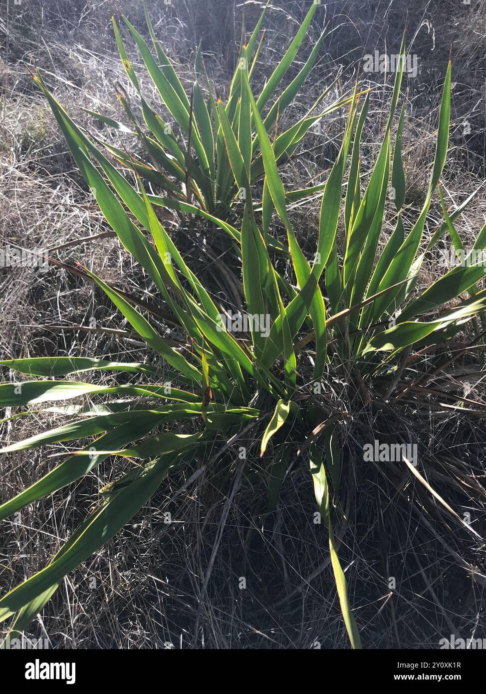 Twisted-leaf Yucca (Yucca rupicola) Plantae Stock Photo - Alamy