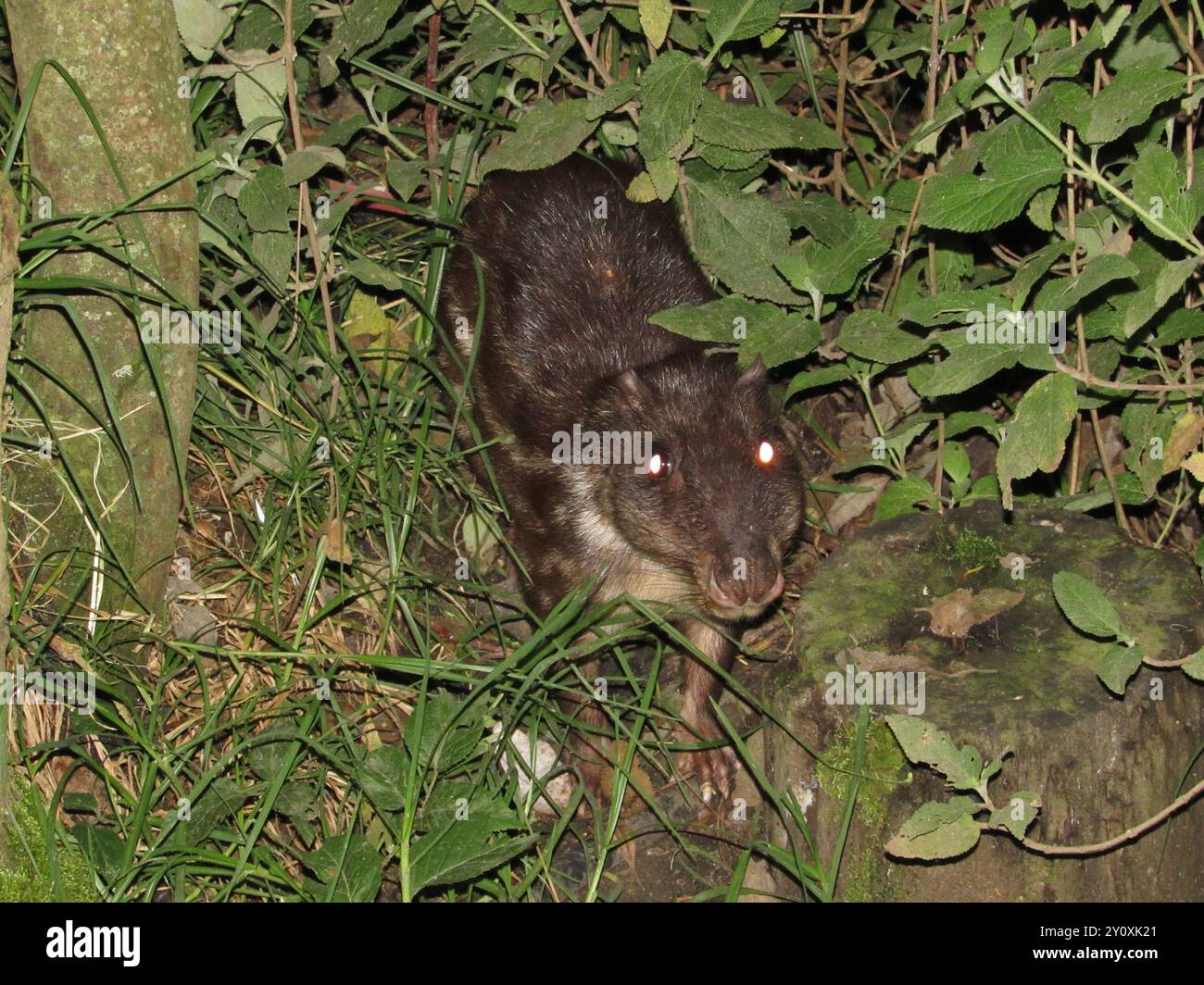 Spotted Paca (Cuniculus paca) Mammalia Stock Photo - Alamy