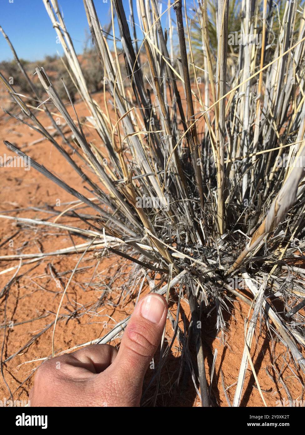 Giant Dropseed (Sporobolus giganteus) Plantae Stock Photo - Alamy