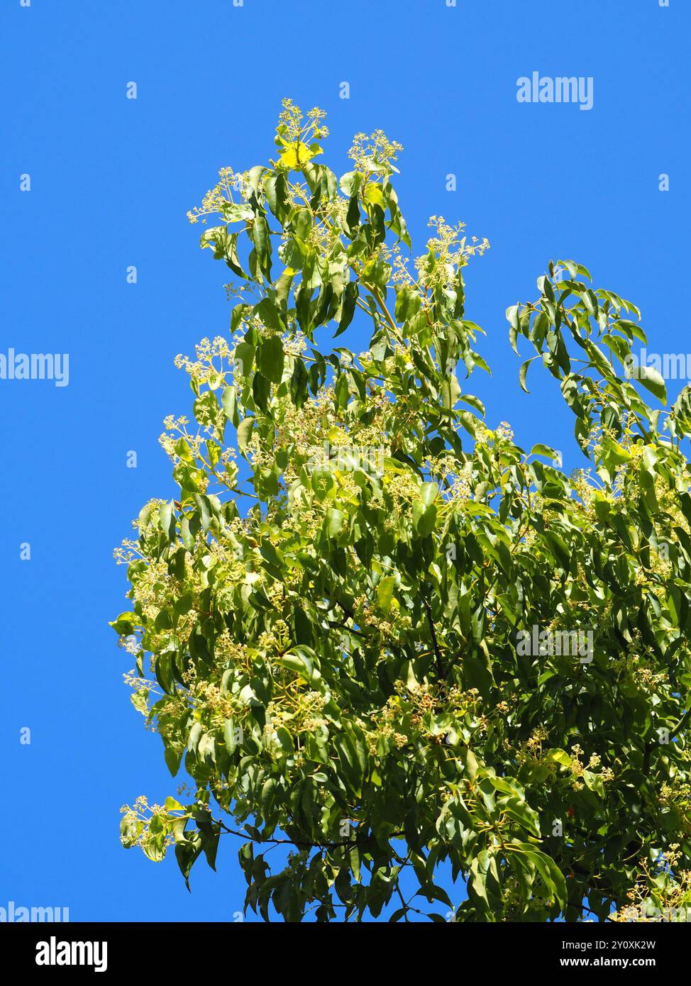 Camphor Tree (Cinnamomum camphora) Plantae Stock Photo - Alamy