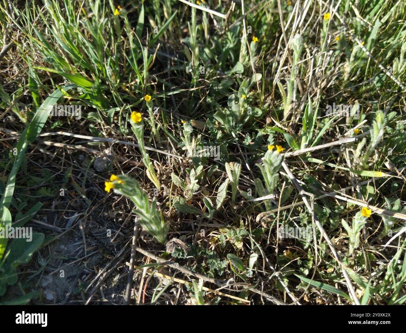 Common Fiddleneck (Amsinckia menziesii) Plantae Stock Photo - Alamy
