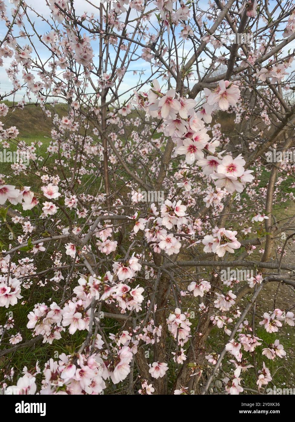 Almond (Prunus amygdalus) Plantae Stock Photo - Alamy