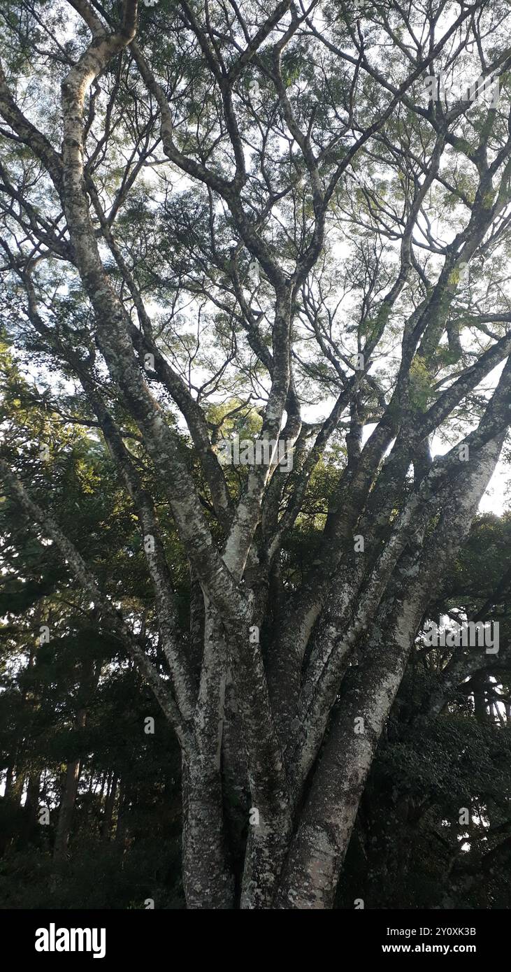 Pacara Earpod Tree (Enterolobium contortisiliquum) Plantae Stock Photo ...