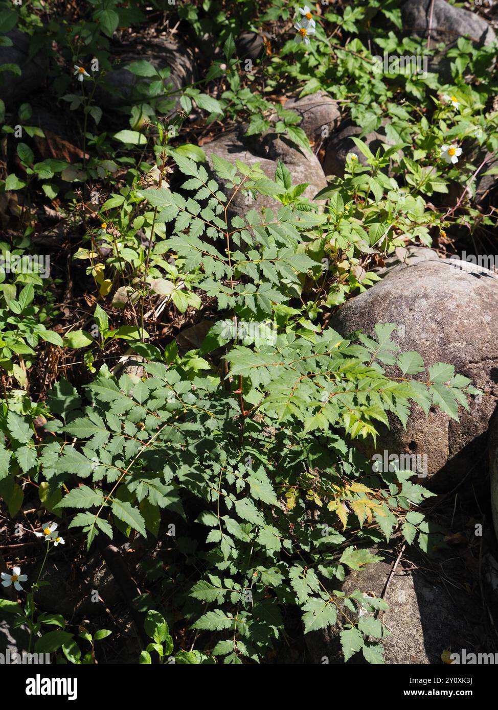 Taiwanese Rain Tree (Koelreuteria elegans) Plantae Stock Photo - Alamy