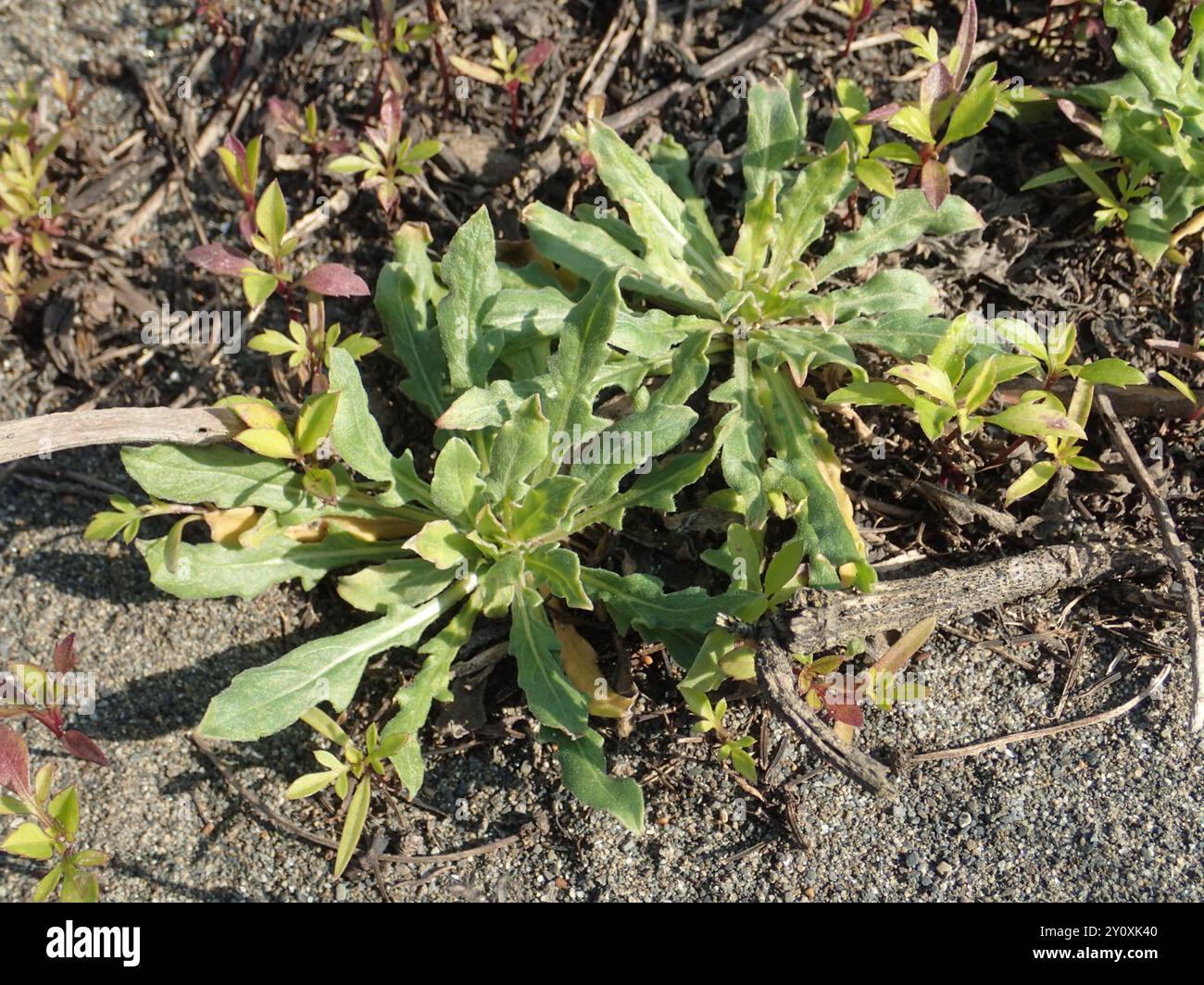 cutleaf evening primrose (Oenothera laciniata) Plantae Stock Photo - Alamy