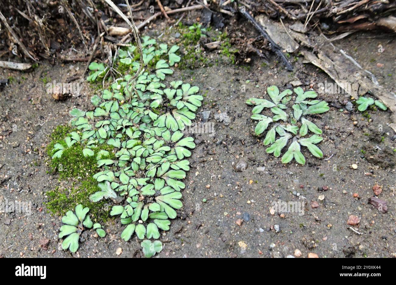 plants (Plantae) Plantae Stock Photo - Alamy
