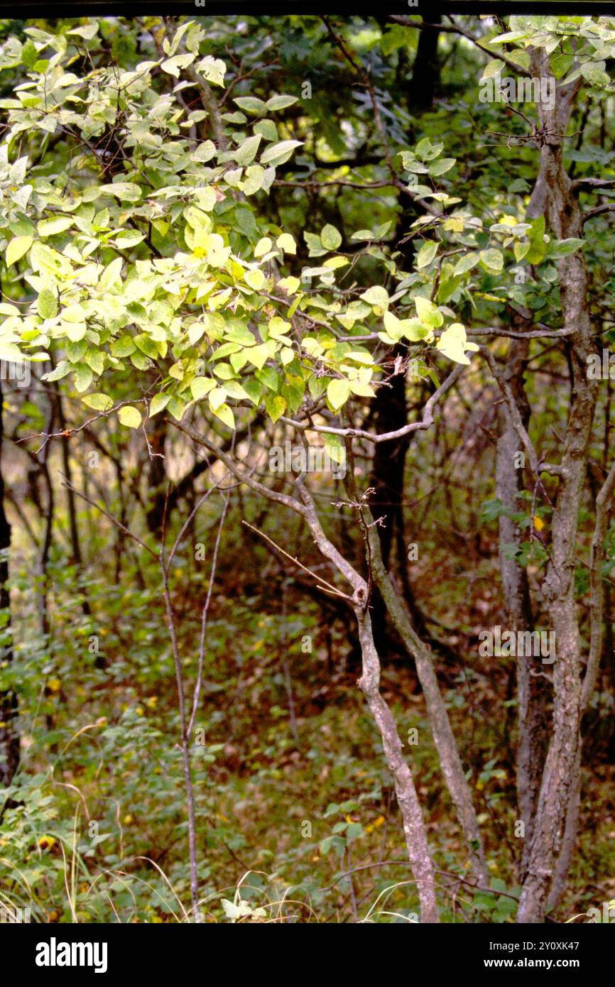 Dwarf Hackberry (Celtis tenuifolia) Plantae Stock Photo - Alamy
