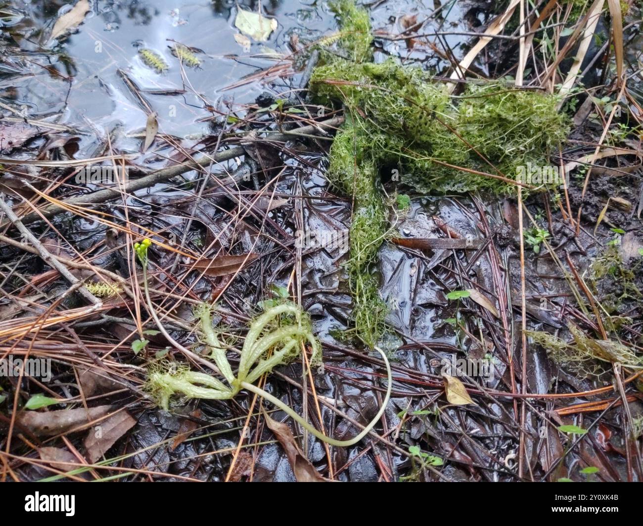 swollen bladderwort (Utricularia inflata) Plantae Stock Photo - Alamy