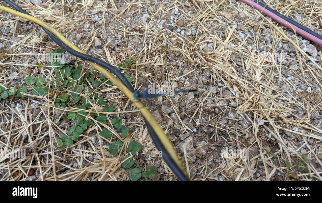 Chalky Percher (Diplacodes trivialis) Insecta Stock Photo - Alamy