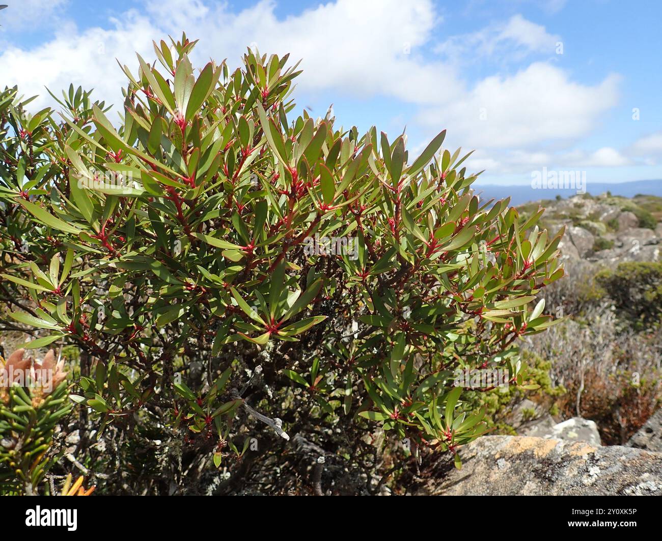 Mountain Pepper (Tasmannia lanceolata) Plantae Stock Photo - Alamy