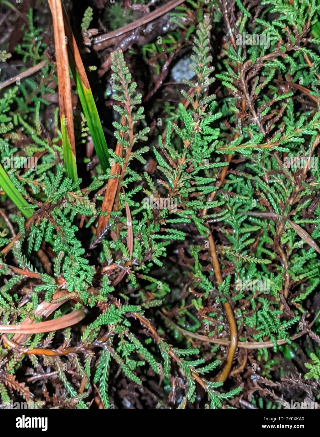 vascular plants (Tracheophyta) Plantae Stock Photo - Alamy