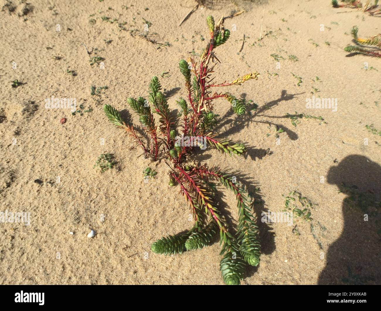 Sea Spurge (Euphorbia paralias) Plantae Stock Photo - Alamy