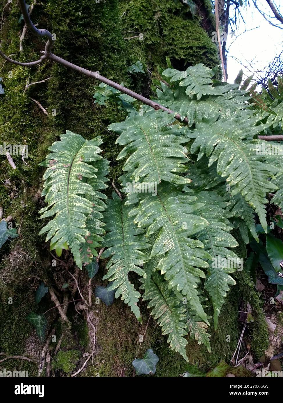 common polypody (Polypodium vulgare) Plantae Stock Photo - Alamy