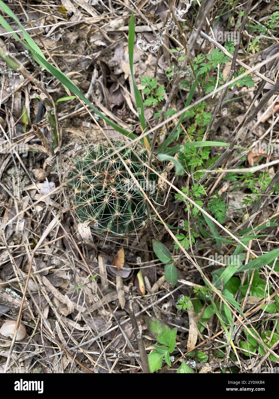 Miniature Barrel Cactus (Hamatocactus setispinus) Plantae Stock Photo ...