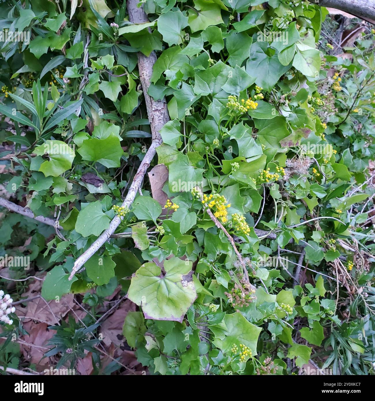 Cape-ivy (Delairea odorata) Plantae Stock Photo - Alamy