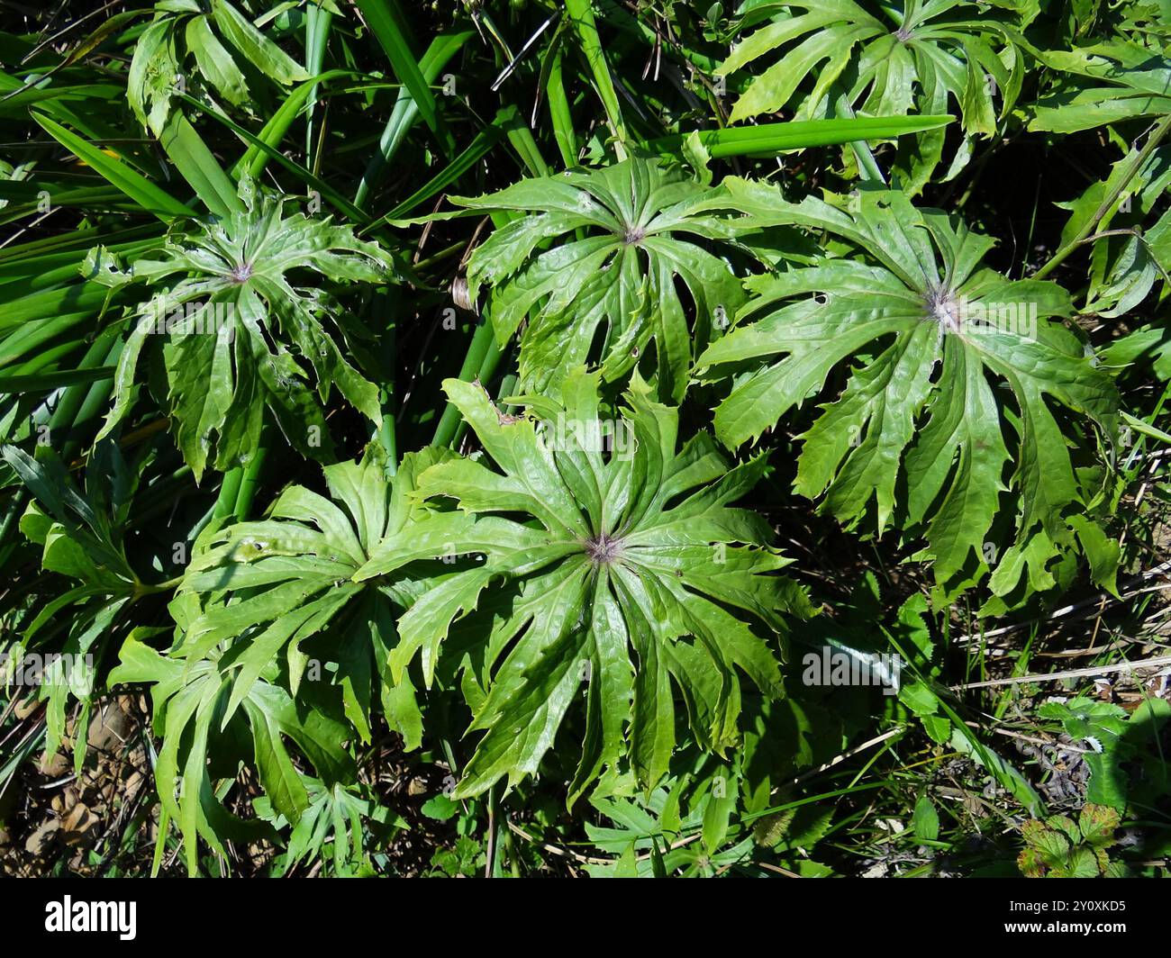 (Syneilesis hayatae) Plantae Stock Photo - Alamy