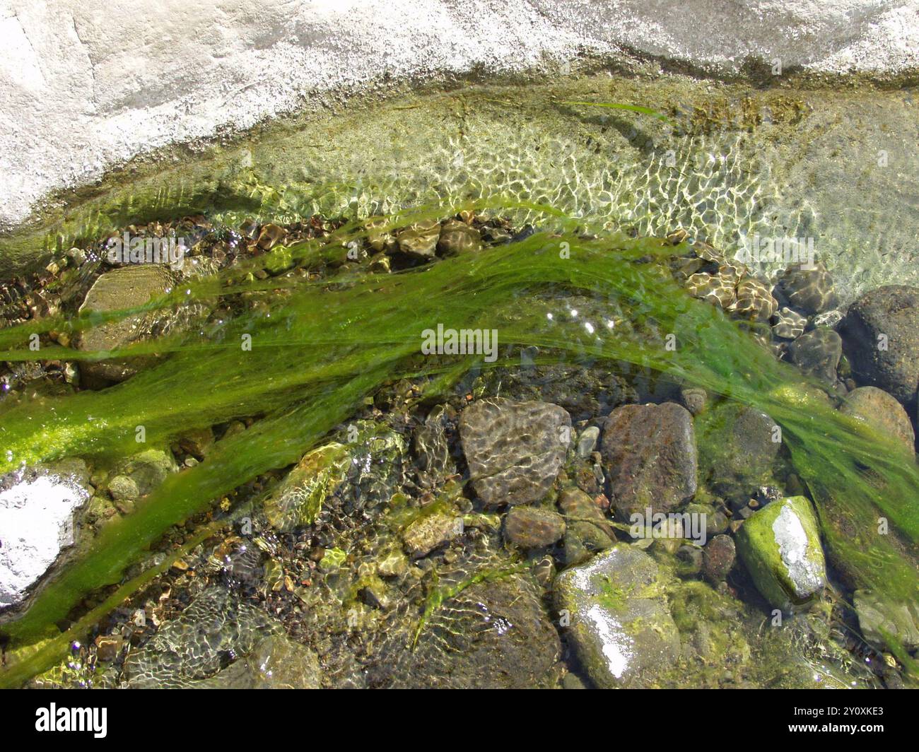 green algae (Chlorophyta) Plantae Stock Photo - Alamy