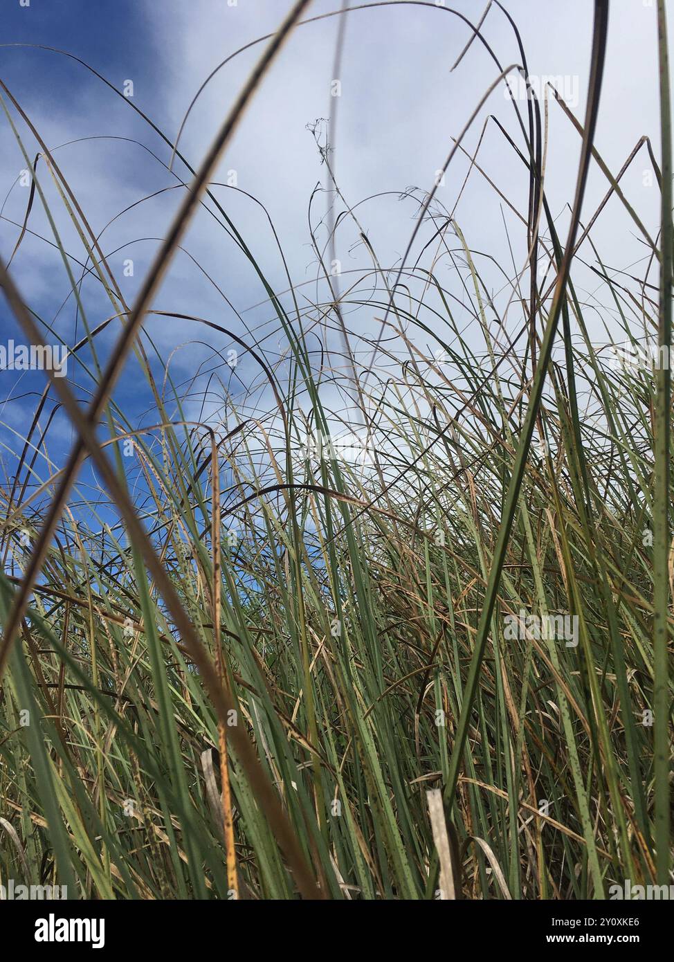 Jamaica swamp sawgrass (Cladium mariscus jamaicense) Plantae Stock ...