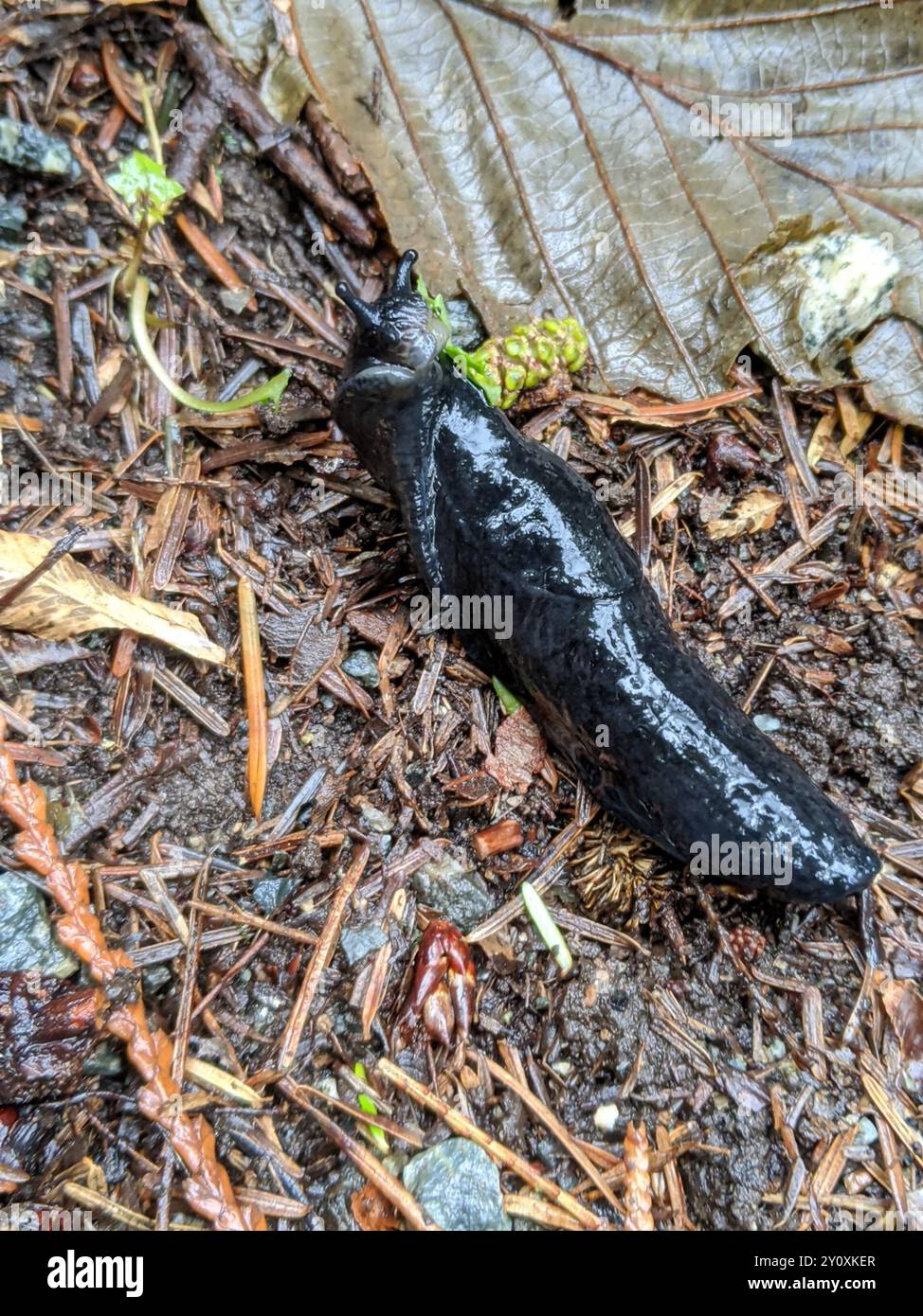 Black Slug (Arion ater) Mollusca Stock Photo - Alamy