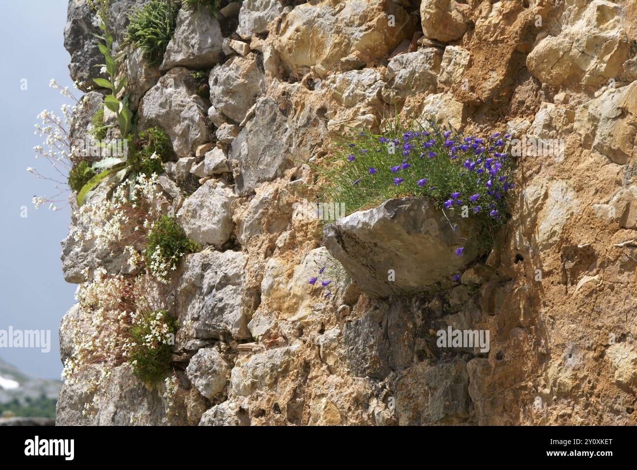 bellflower family (Campanulaceae) Plantae Stock Photo - Alamy
