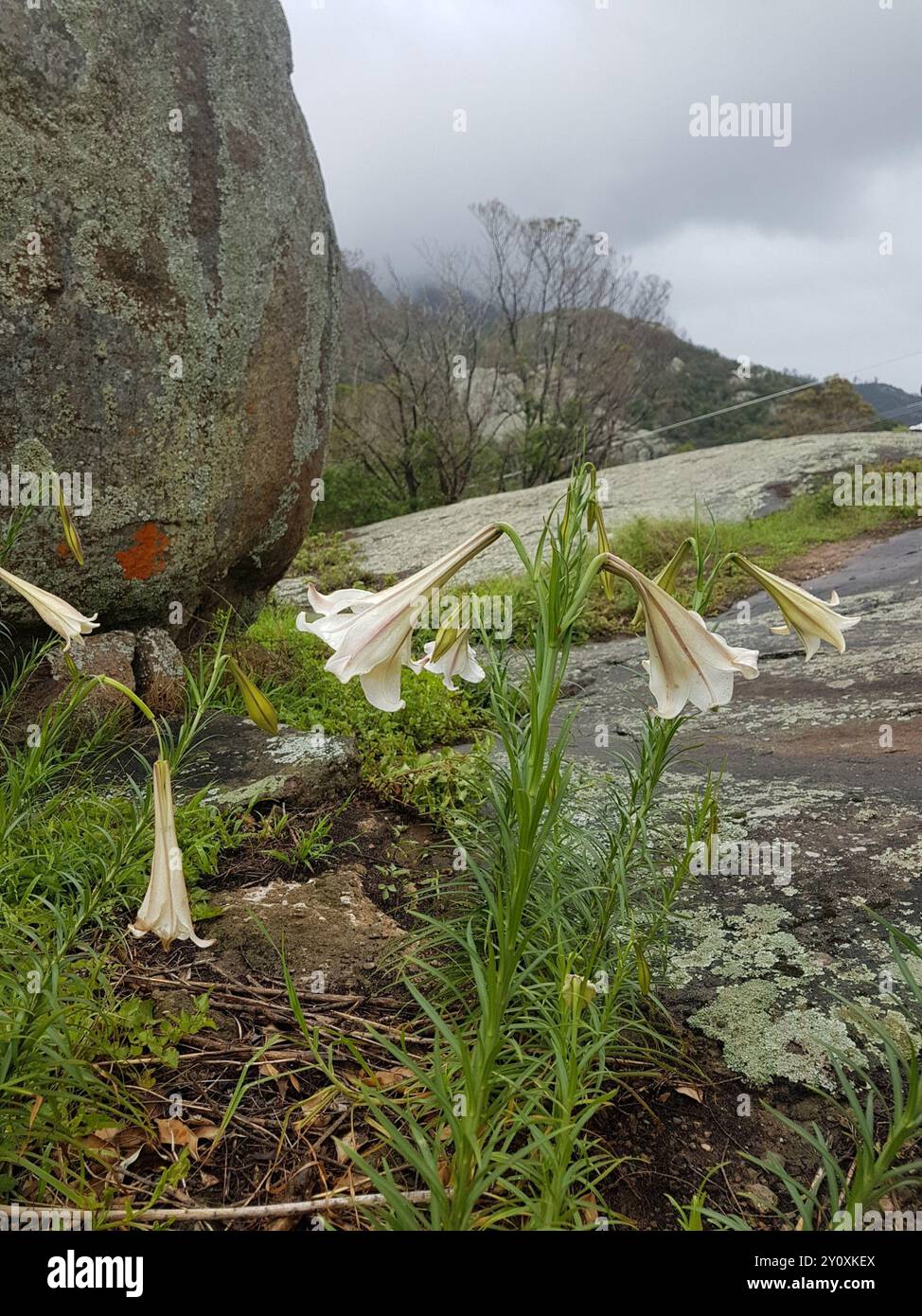 Formosa lily (Lilium formosanum) Plantae Stock Photo - Alamy