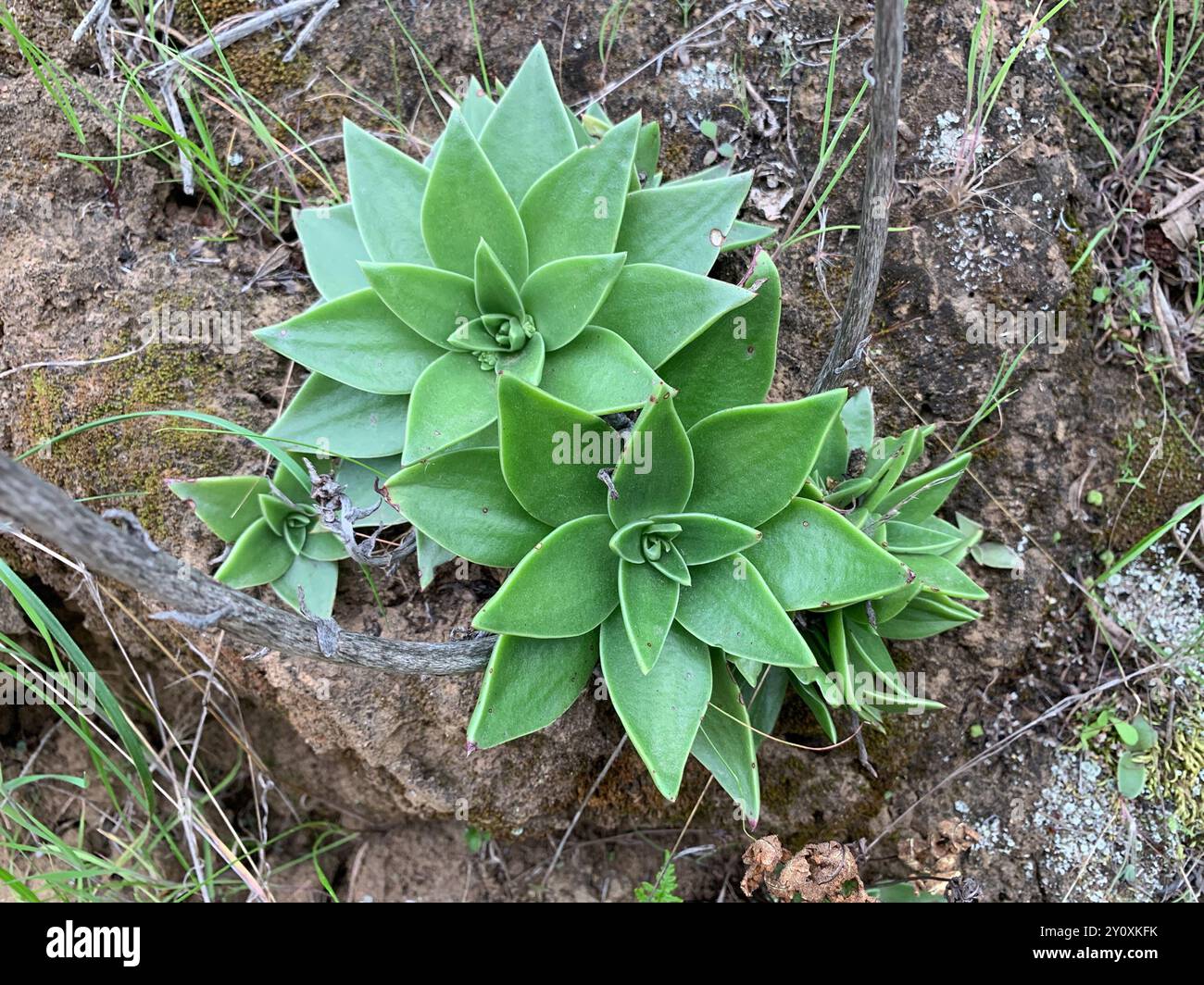 lanceleaf liveforever (Dudleya lanceolata) Plantae Stock Photo - Alamy
