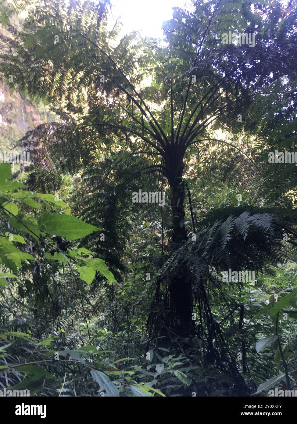 scaly tree ferns (Cyatheaceae) Plantae Stock Photo - Alamy