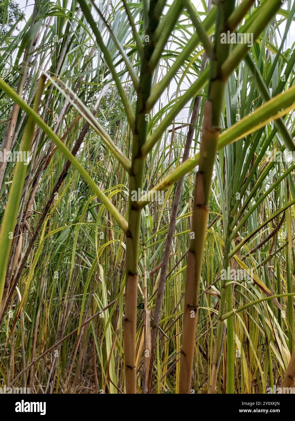 bristlegrasses, bluestems, paspalums, and allies (Panicoideae) Plantae ...