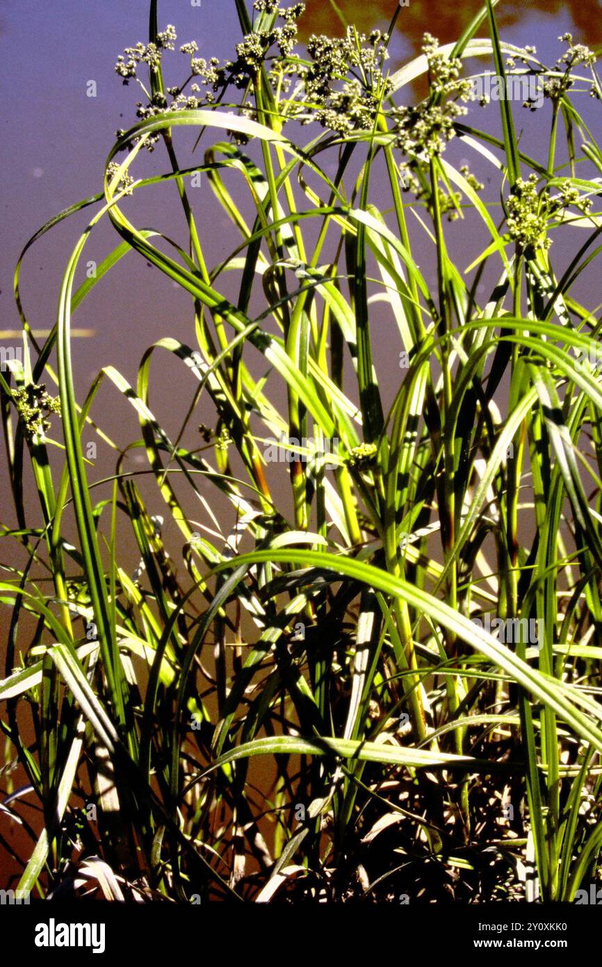 Panicled Bulrush (Scirpus microcarpus) Plantae Stock Photo - Alamy
