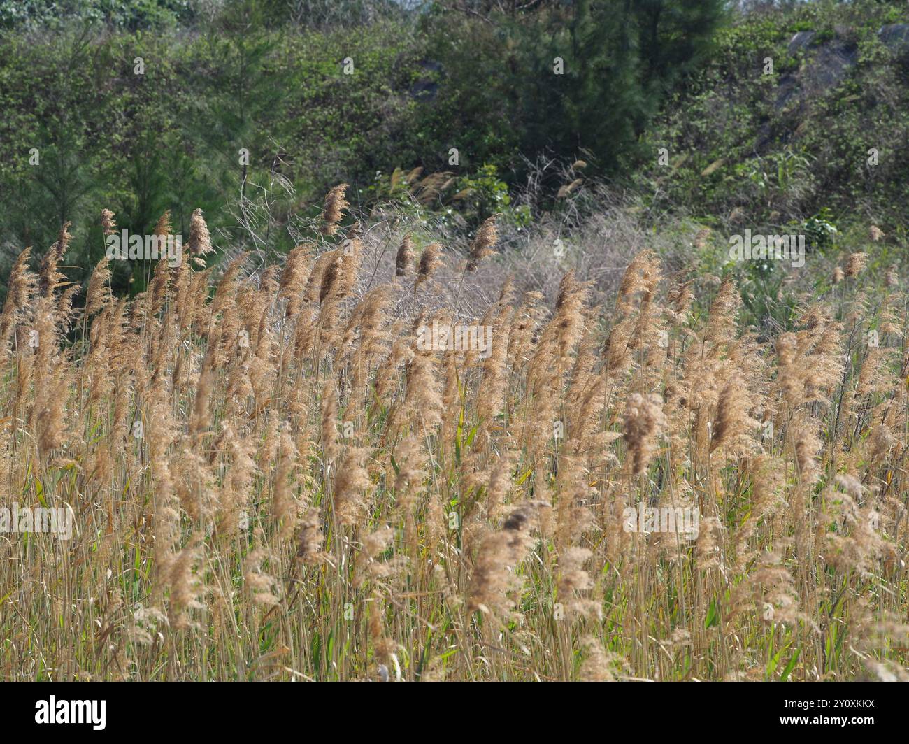 common reed (Phragmites australis) Plantae Stock Photo - Alamy