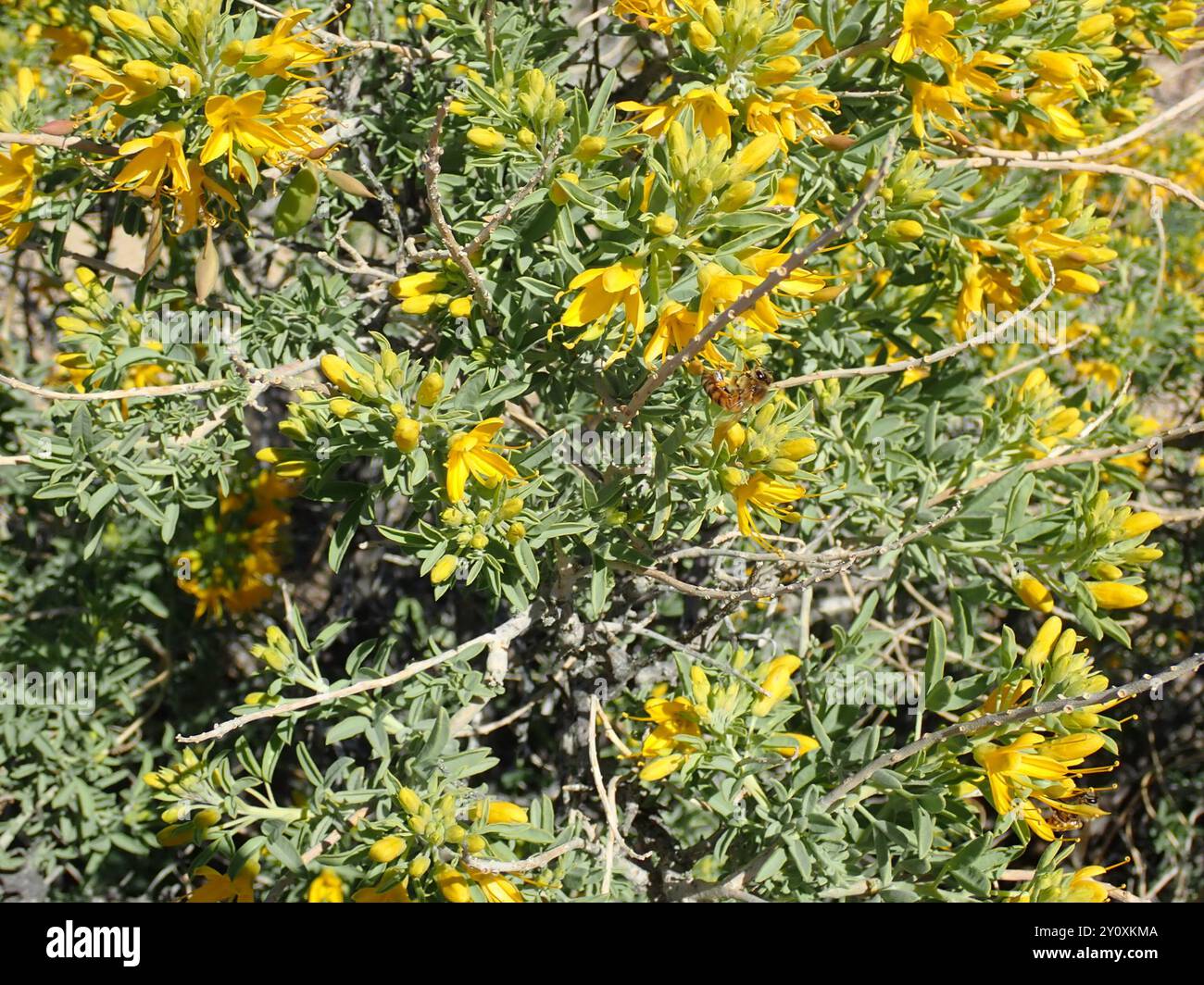 Bladderpod (Cleomella arborea) Plantae Stock Photo - Alamy