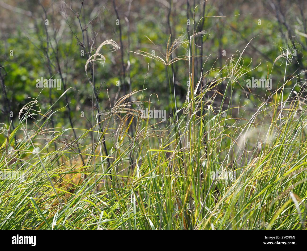 Rhodes Grass (Chloris gayana) Plantae Stock Photo - Alamy