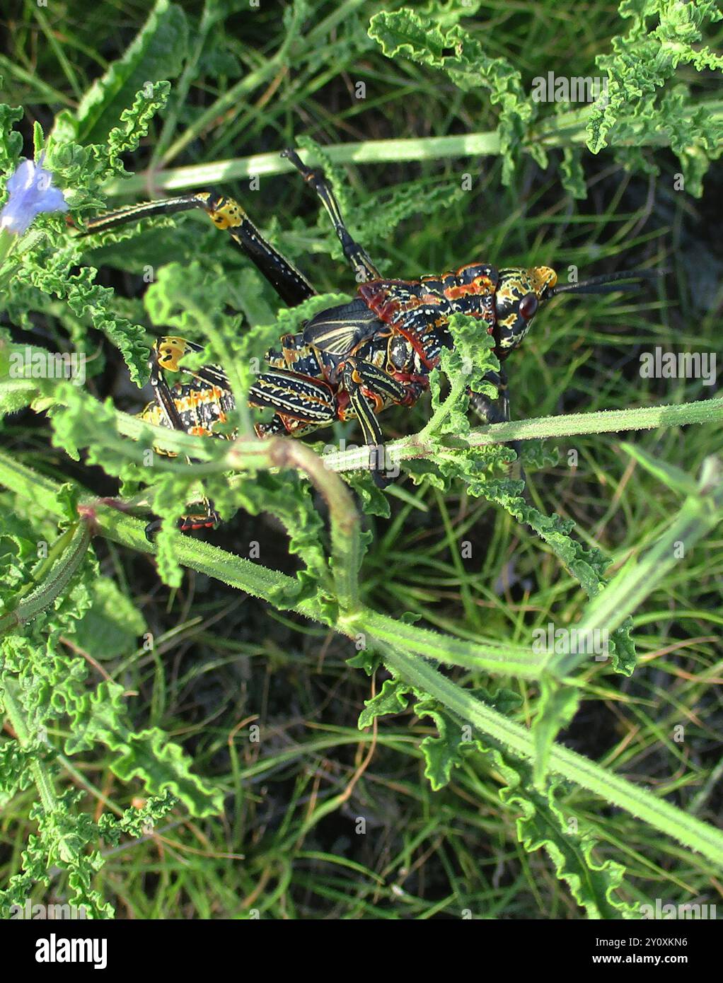 Gaudy Grasshoppers (Pyrgomorphidae) Insecta Stock Photo - Alamy