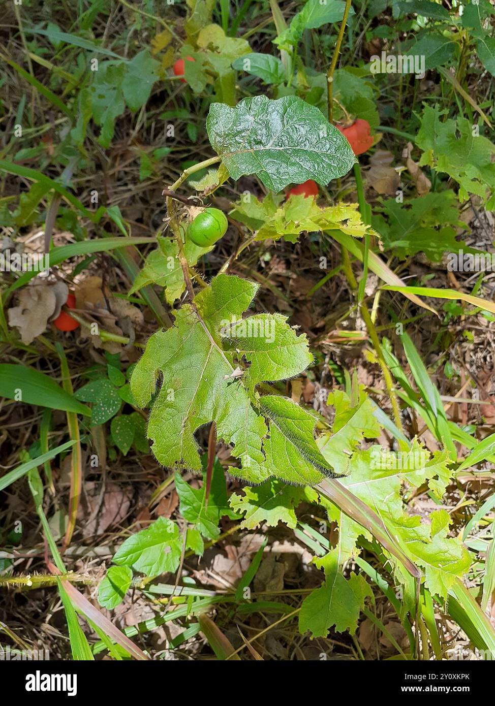 Cockroach Berry (Solanum capsicoides) Plantae Stock Photo - Alamy