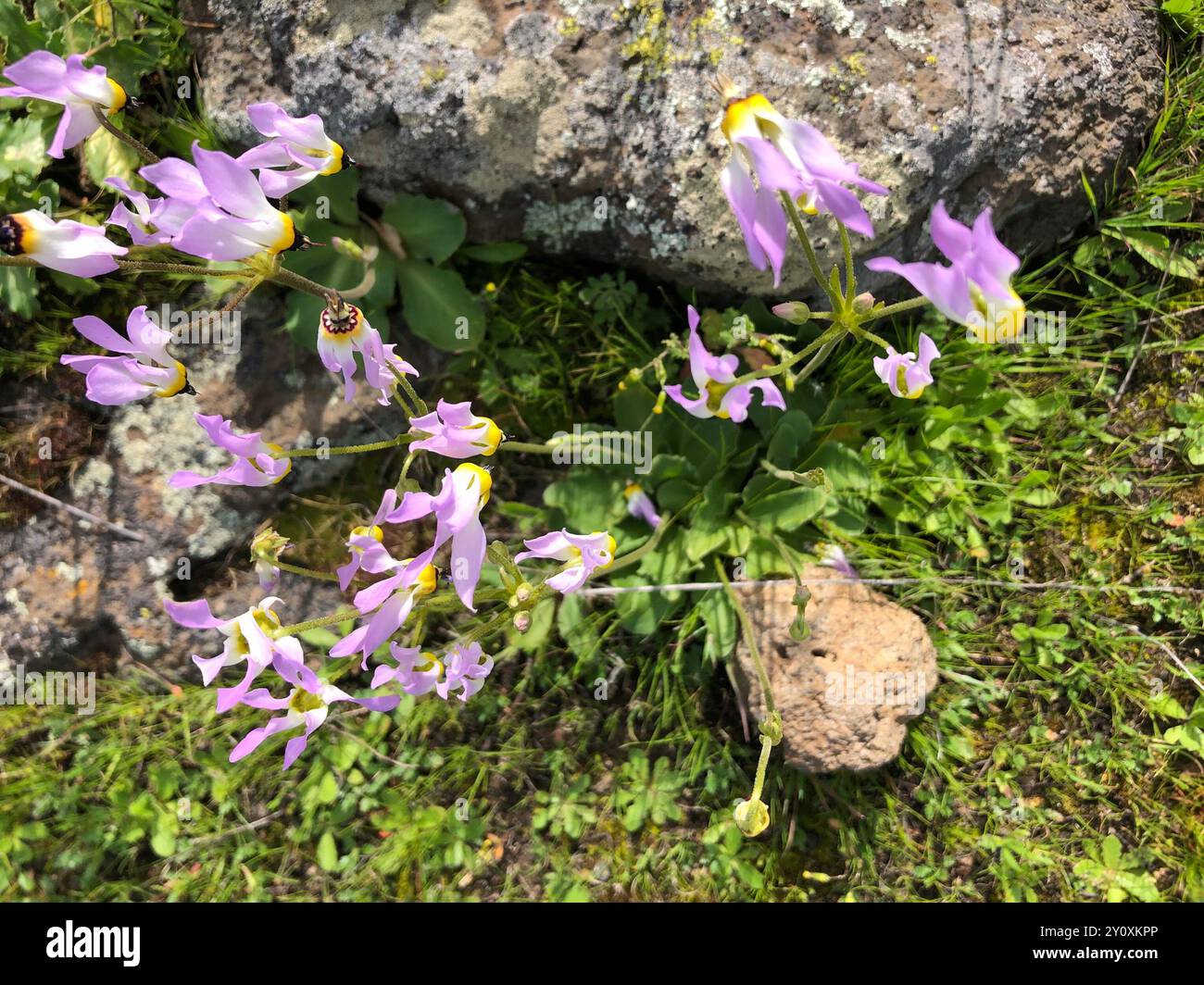 Cleveland's Shooting Star (Primula clevelandii clevelandii) Plantae ...