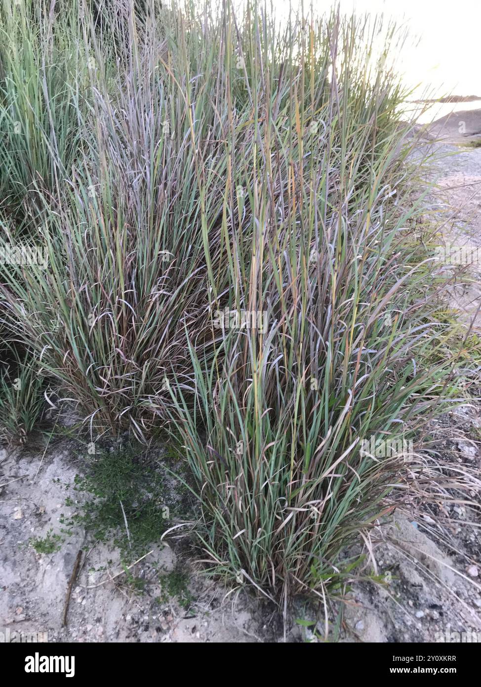grasses (Poaceae) Plantae Stock Photo - Alamy