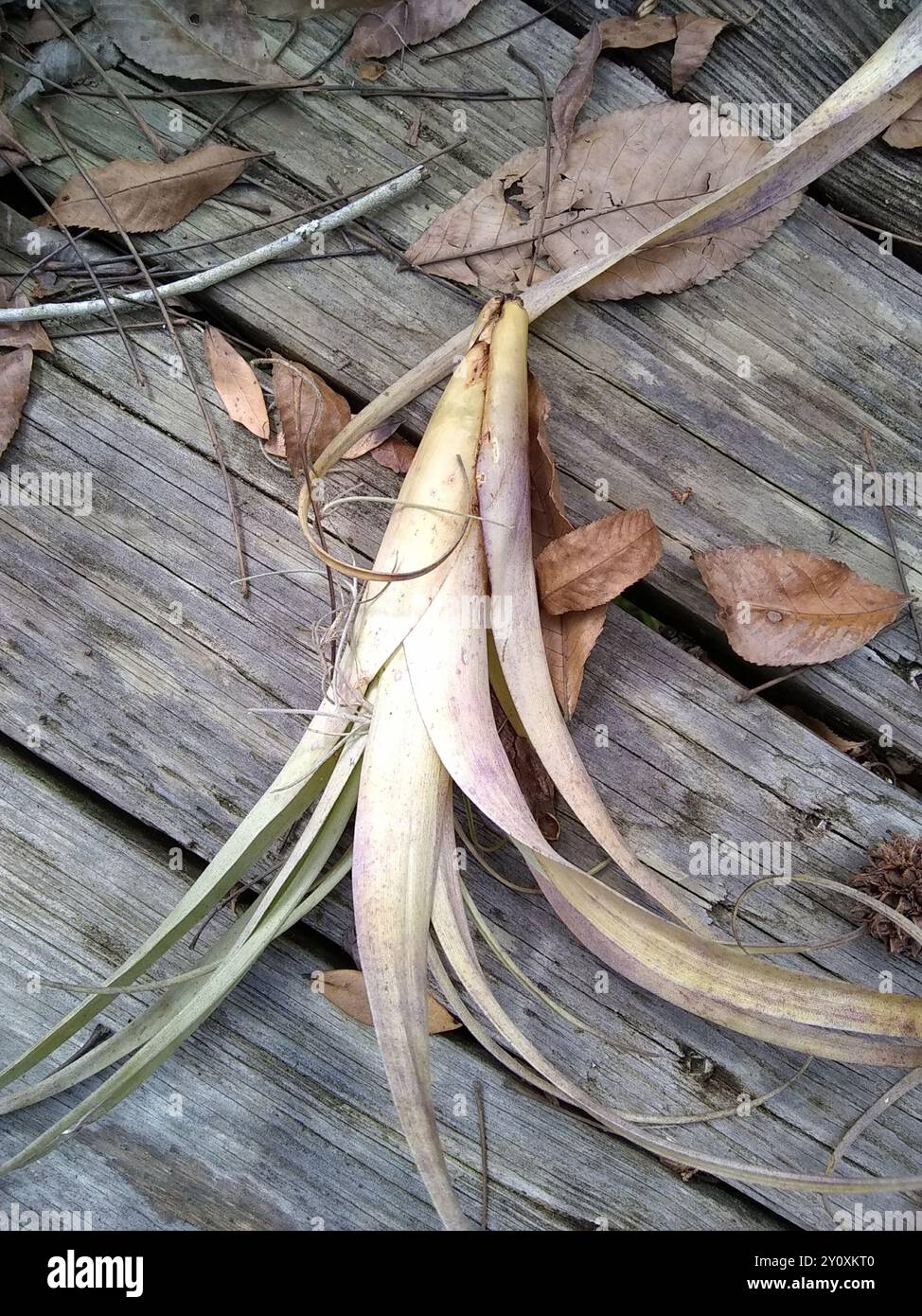 Mexican Bromeliad Weevil (Metamasius callizona) Insecta Stock Photo - Alamy
