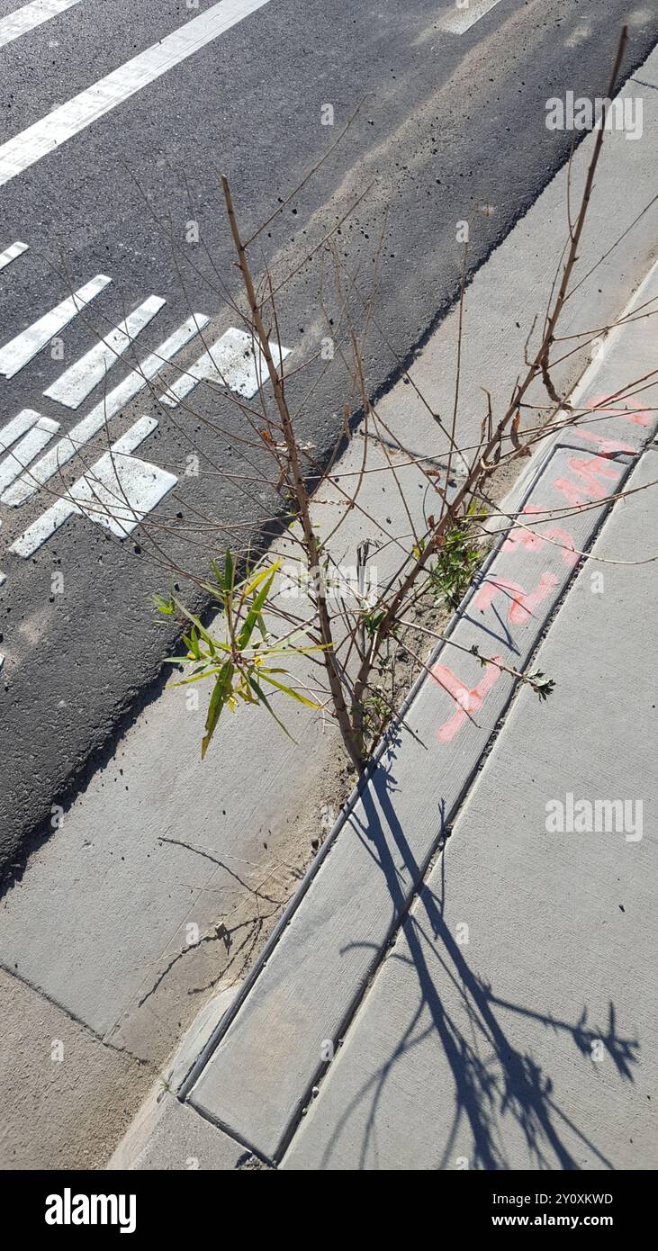 Goodding's willow (Salix gooddingii) Plantae Stock Photo - Alamy